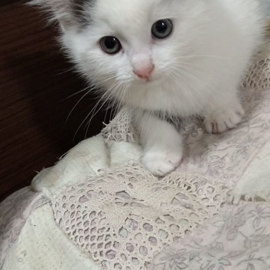 Малыш ищет дом