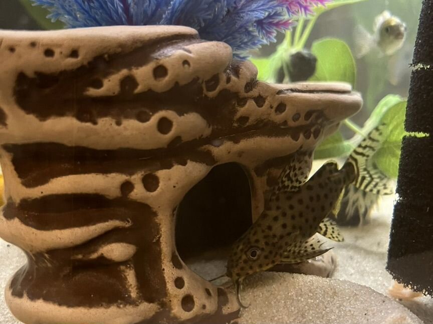 Синадонтис сом аквариумный