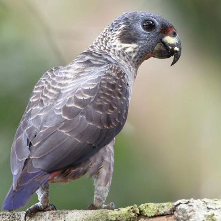 Тёмный красногузый попугай