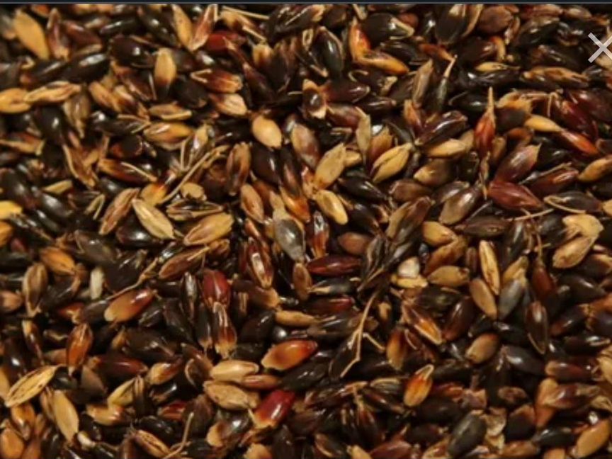 Зерно суданки