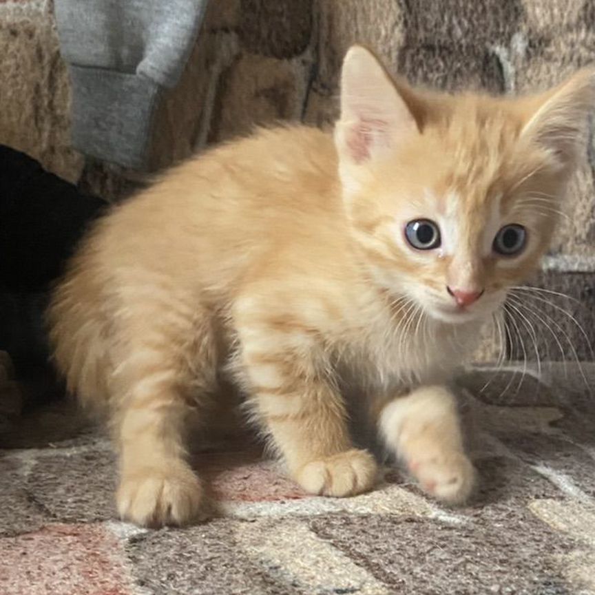 Котята бобтейл
