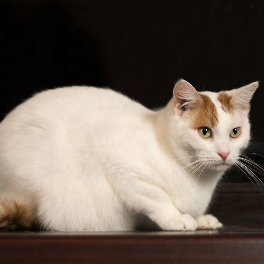 Котик Себастьян в дар