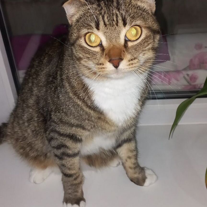 Одам в добрые руки