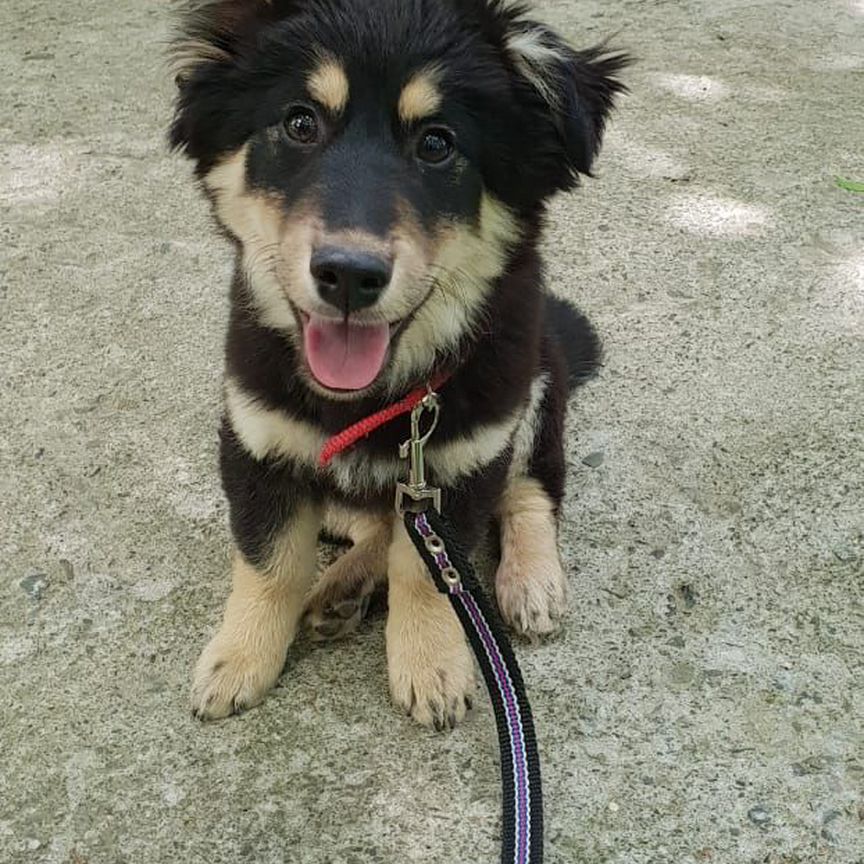 Жужу в добрые руки