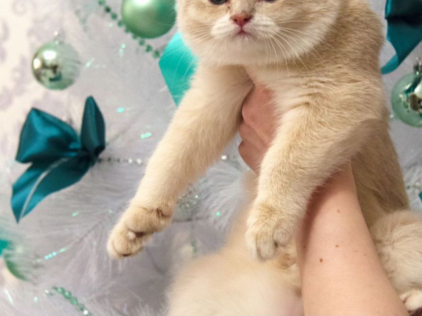 Мальчик голубое золото. Шиншилла ay 12