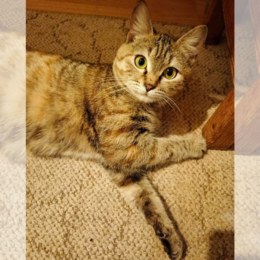 Ласковая молодая кошечка для души