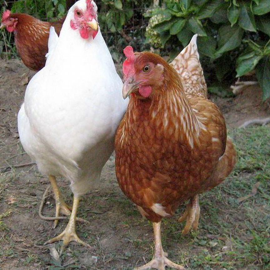 Курицы несушки и петух