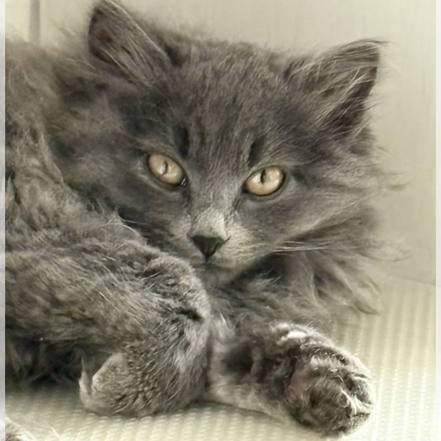 Русский голубой котёнок