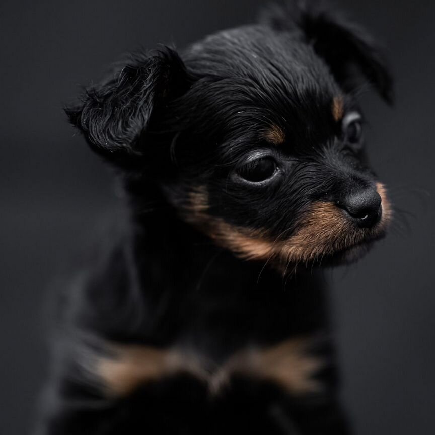 Мини той-терьер щенки