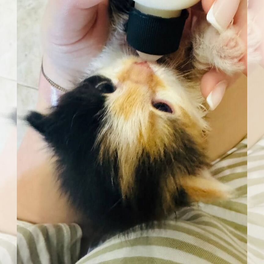 Котёнок в добрые руки