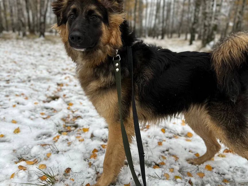 Смешной малышок все ещё в приюте