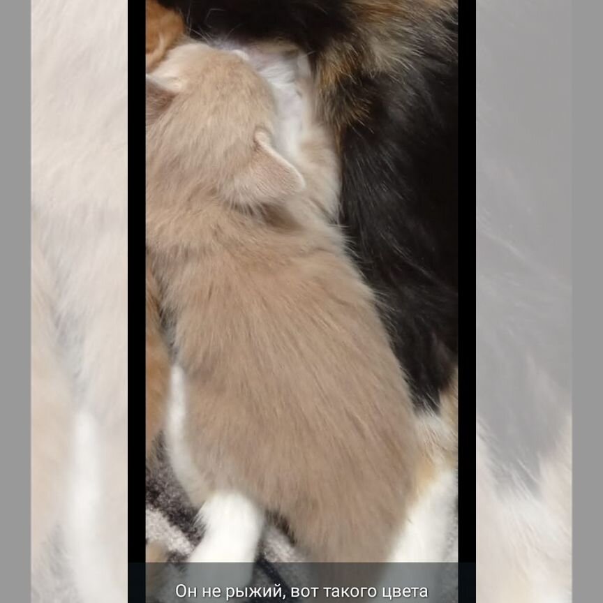 Котята девочка и мальчик в добрые руки