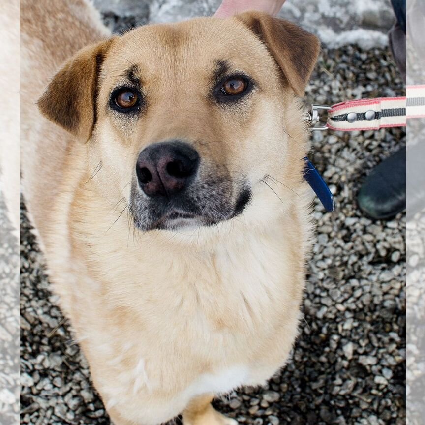 Взрослая собака в добрые руки