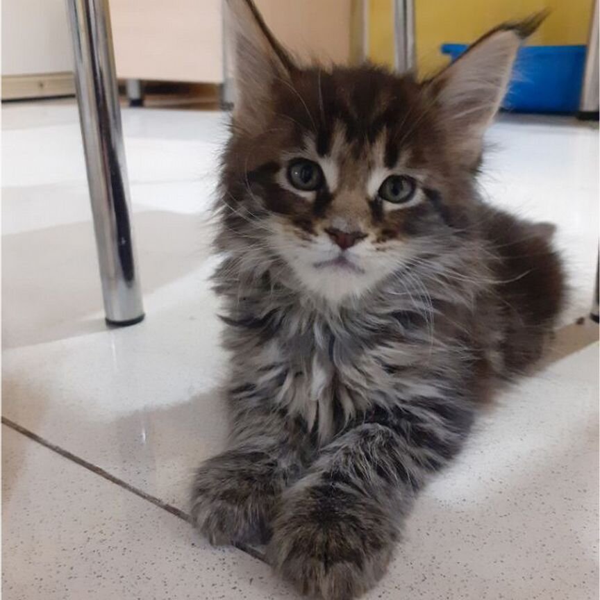 Мейн-кун котёнок