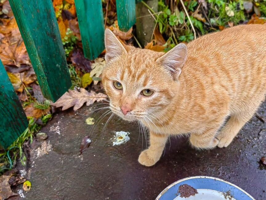 Рыжий котенок