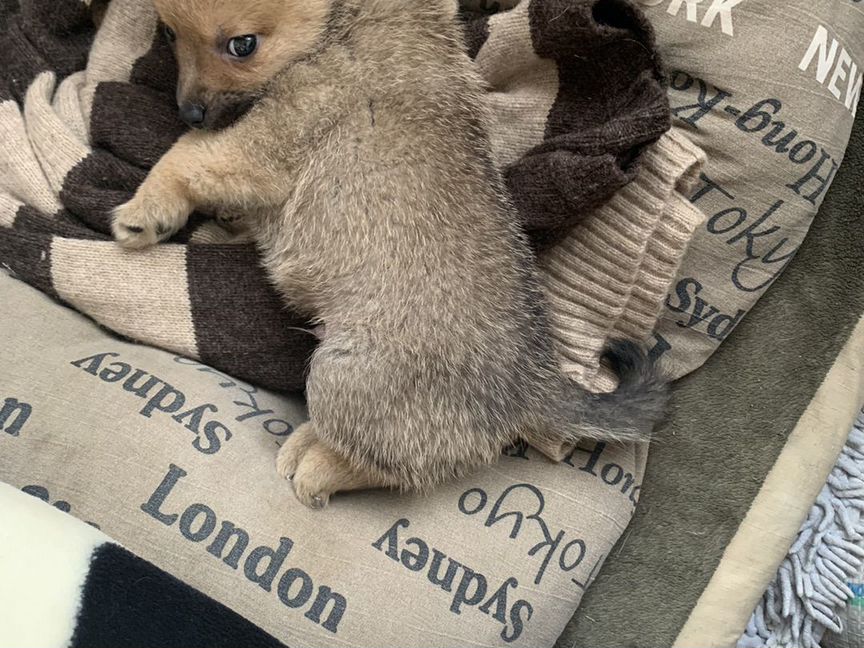 Маленькая собака шпиц