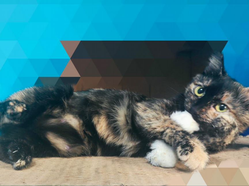 Кошечка ищет дом