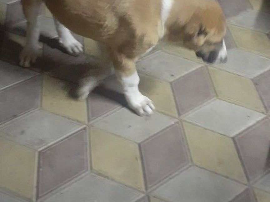 Собака