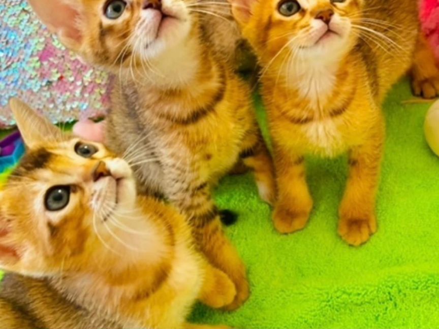 Котенок мальчик