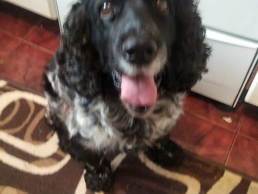 Найдена собака спаниель