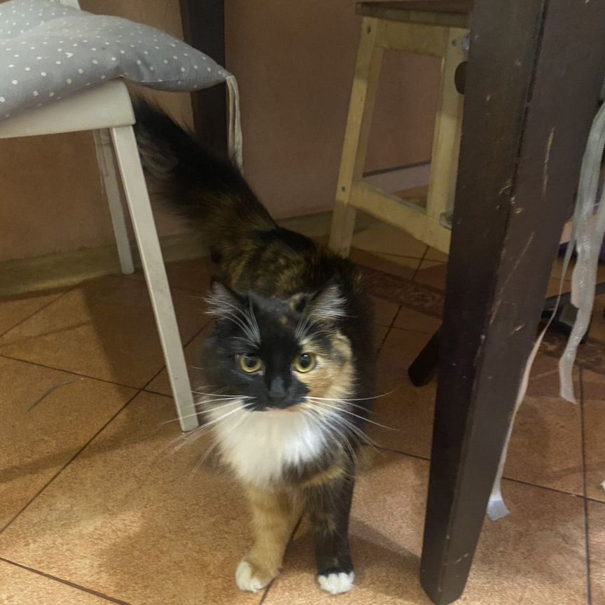 Нужен кот для случки