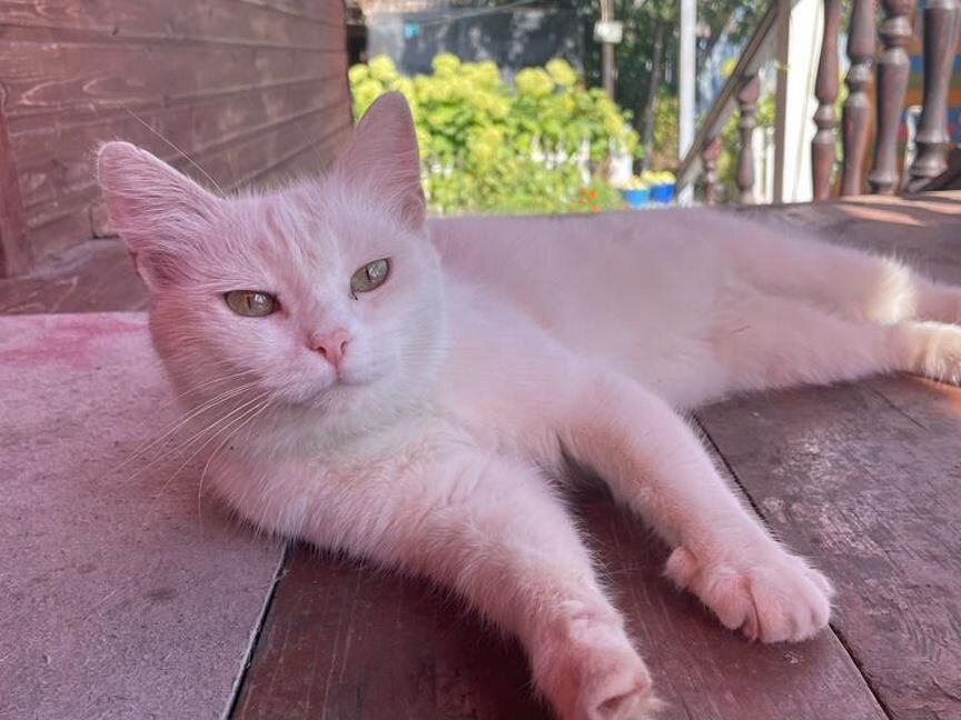 Кошка