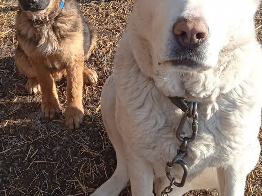 Среднеазиатская овчарка