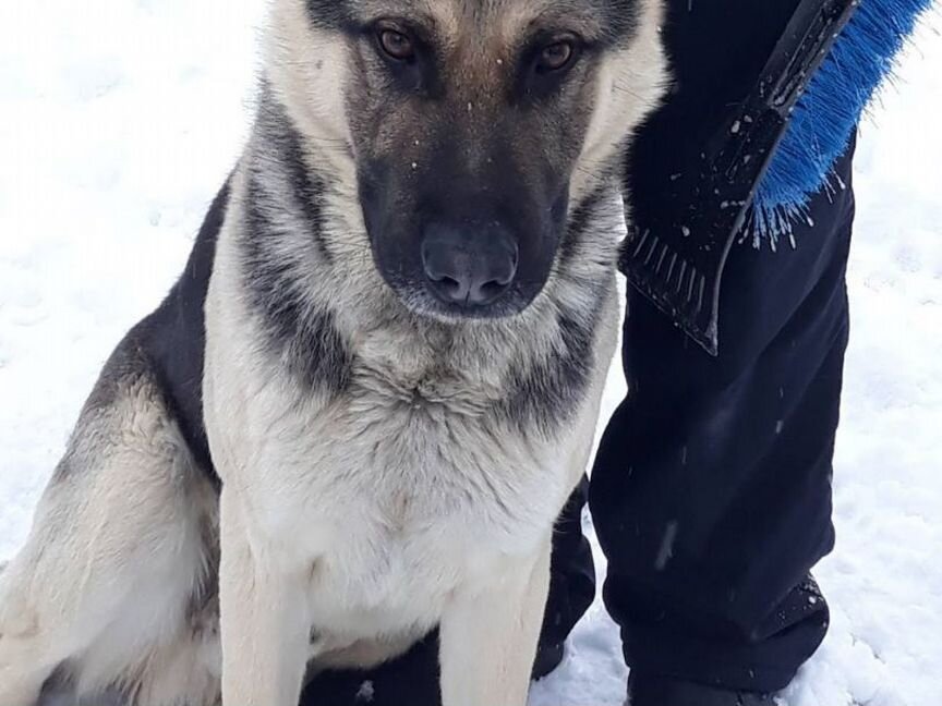 Собака в добрые руки отдам бесплатно