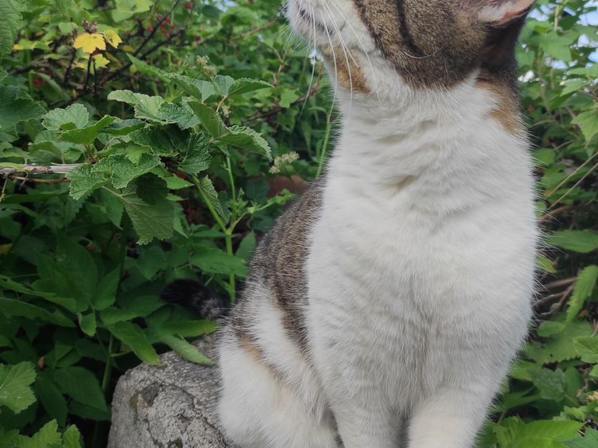 Отдам бесплатно кота