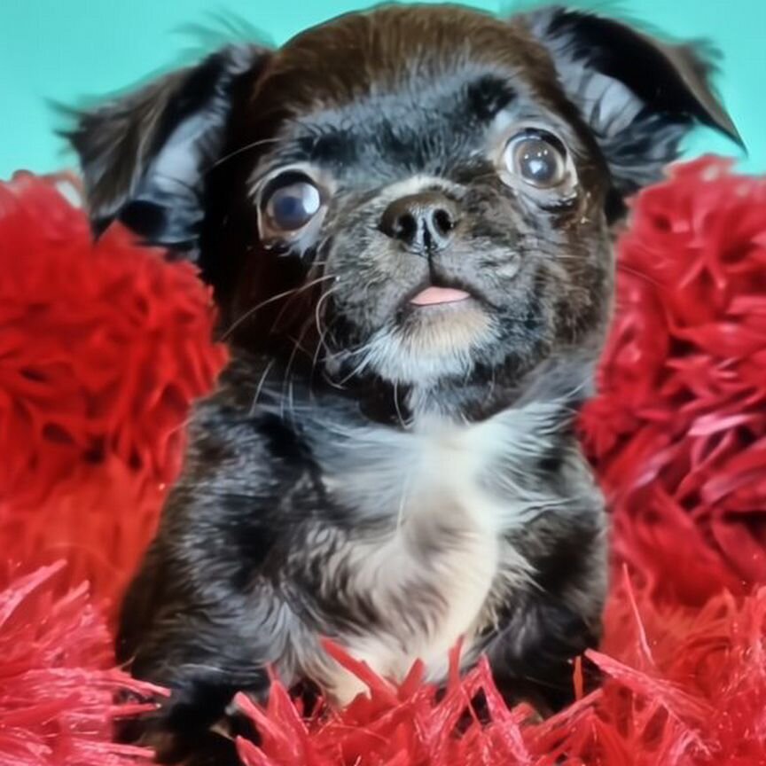 Чихуахуа, щенок