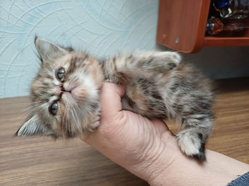 Прелестная 3хцветная малышка от мамы экзотки