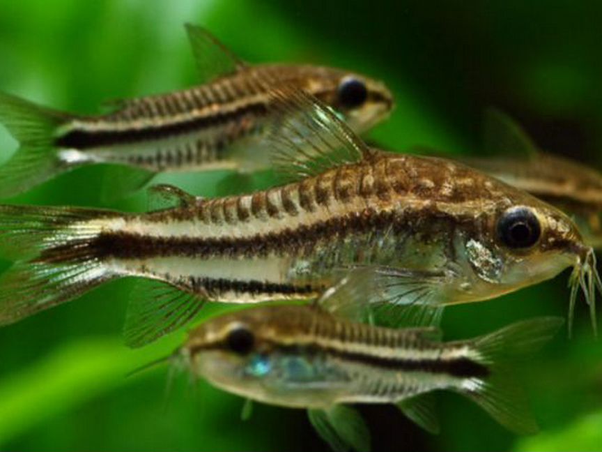 Сомик пигмей