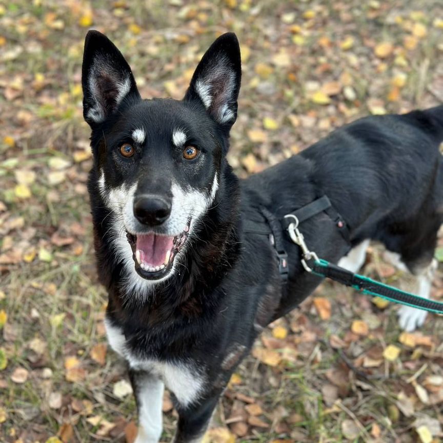 Скромный пёс из приюта в добрые руки