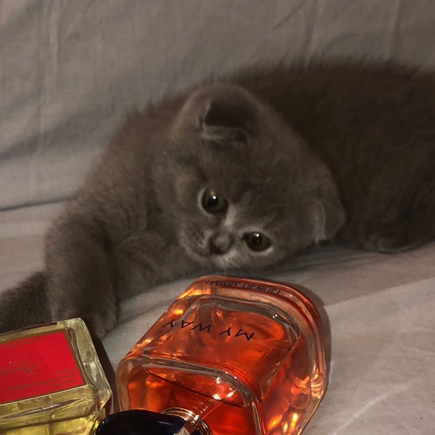 Шотландская вислоухая шиншилла