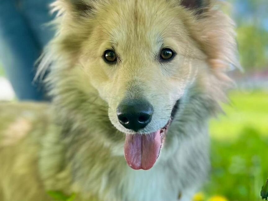 Симпатичный Гамбит готов стать вашим питомцем