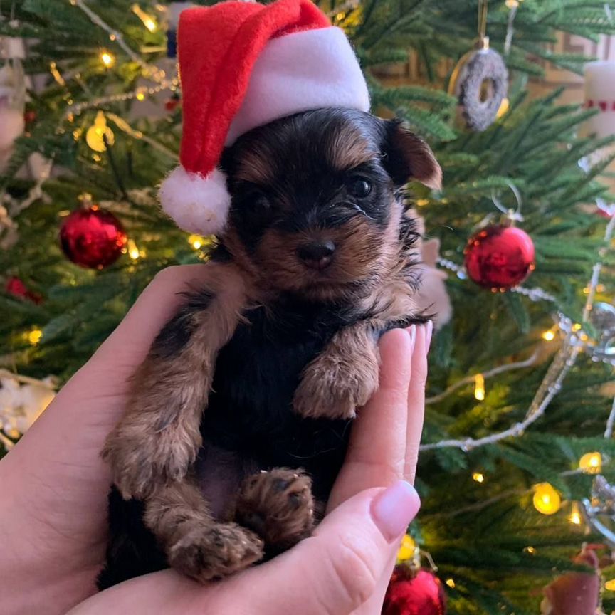 Йоркширский терьер, щенок