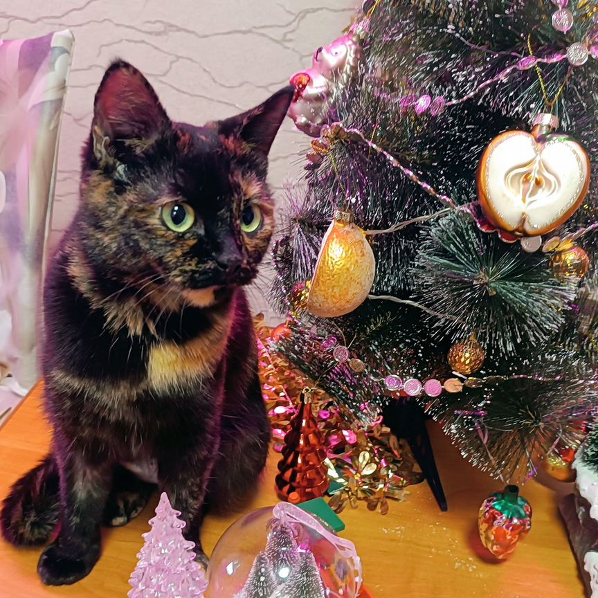 Взрослая, Девочка кошка в добрые руки