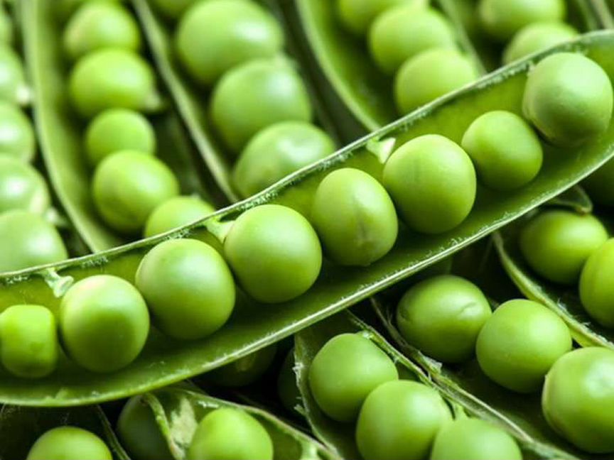 Горох зимующий