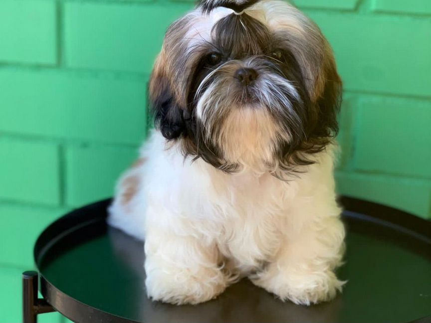 Щенки ши-тцу