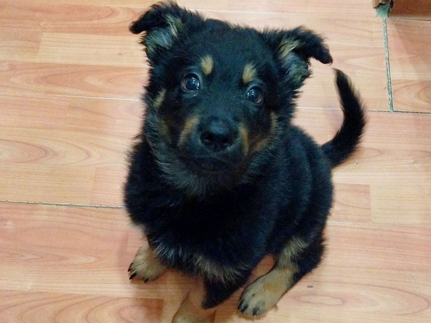 Щенок ищет дом