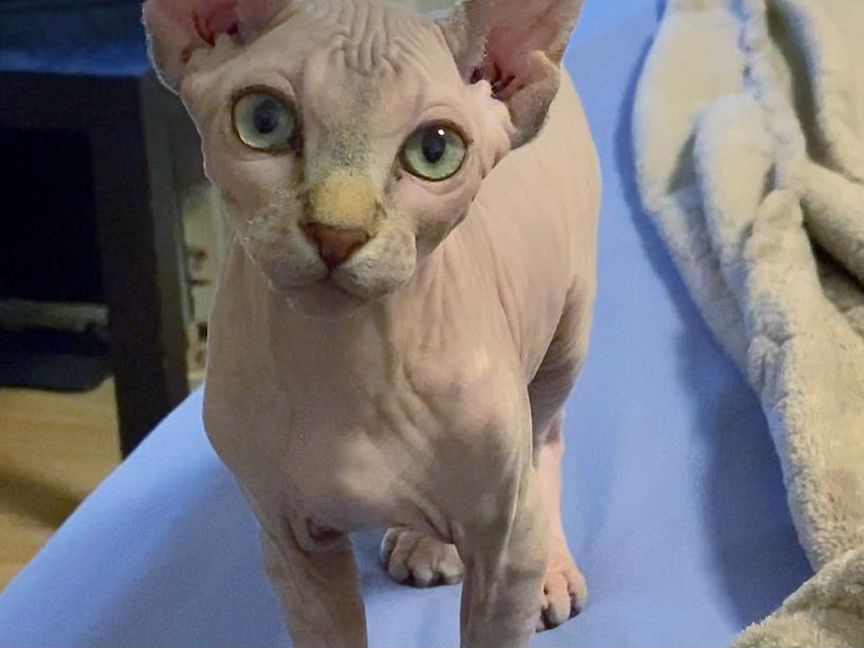 Канадский сфинкс. котенок эльф