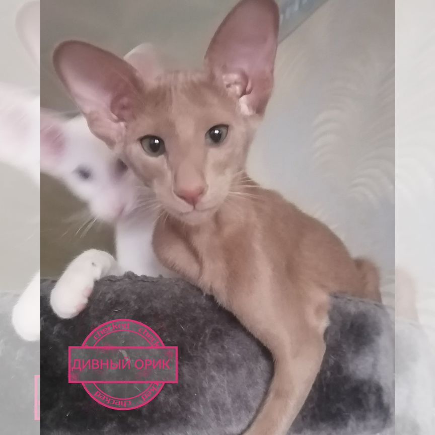 Ориентальный котёнок
