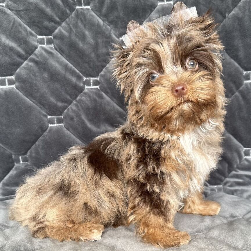 Йоркширский терьер, щенок