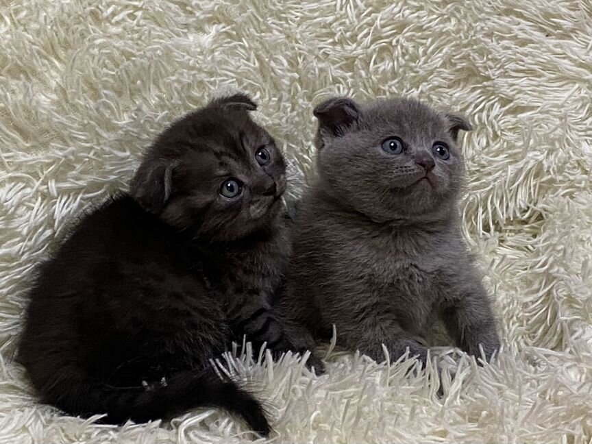 Шотландские котята