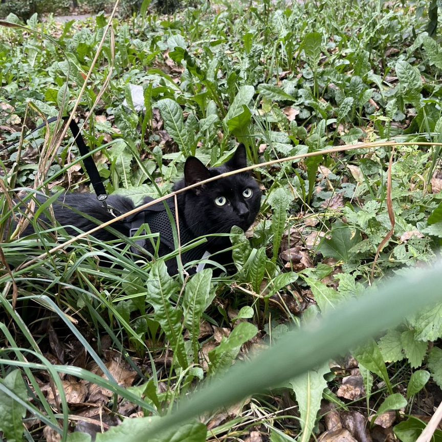 Кот хыщник