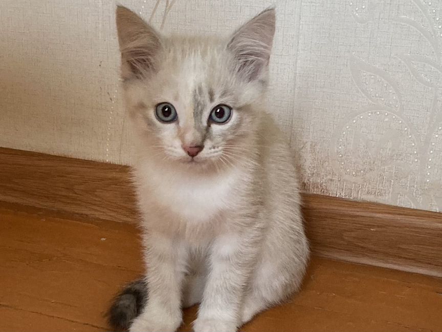 Потерялся котенок новобеоезовский