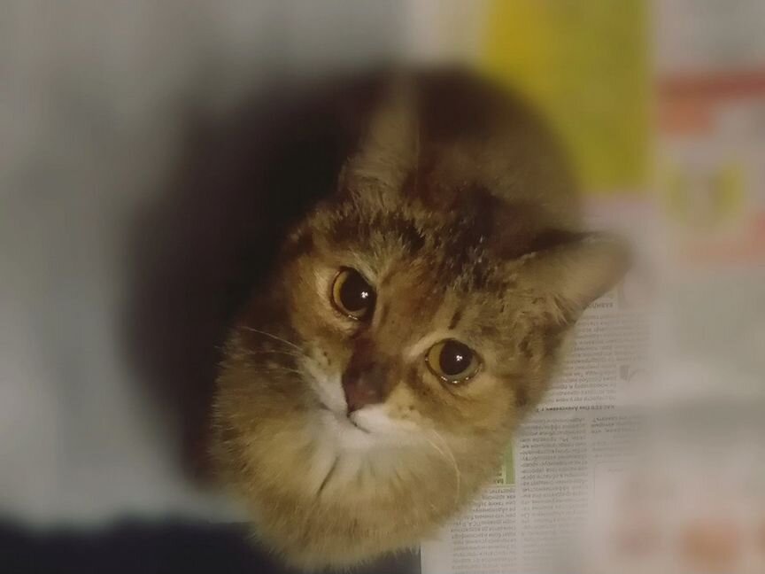 Кошка мышеловка стерилизованная