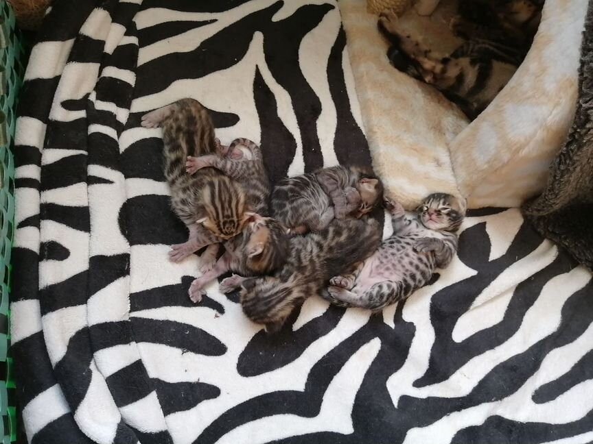 Бенгальские котята