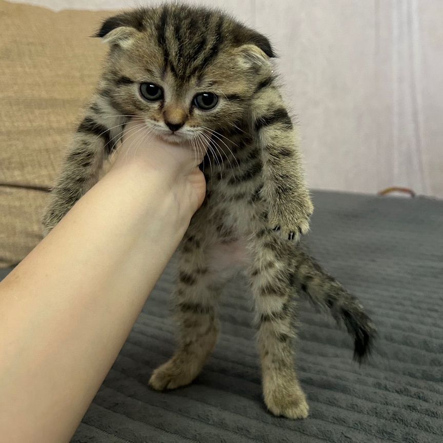 Шотландский вислоухий короткошёрстный котёнок