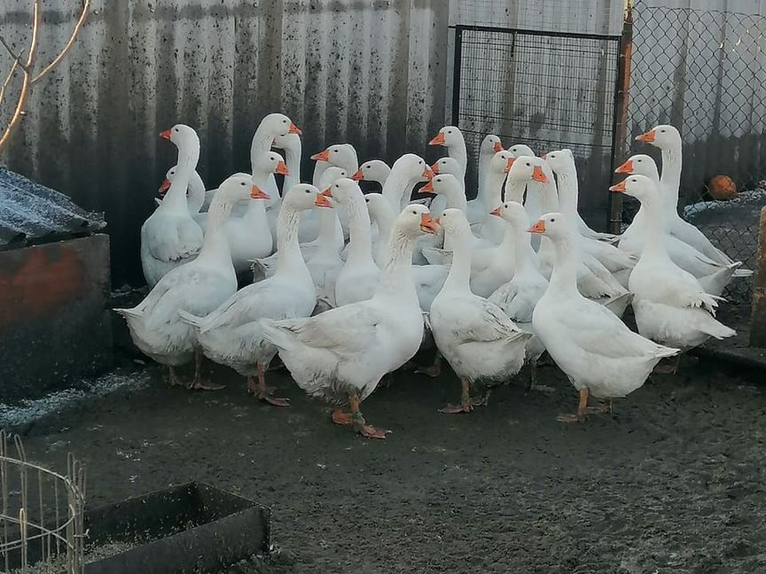 Гуси Мамуты